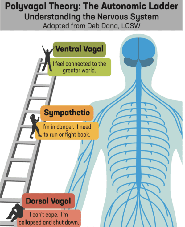 Polyvagal theory 101 Archives - Polyvagal Teen® - Getting to know your ...